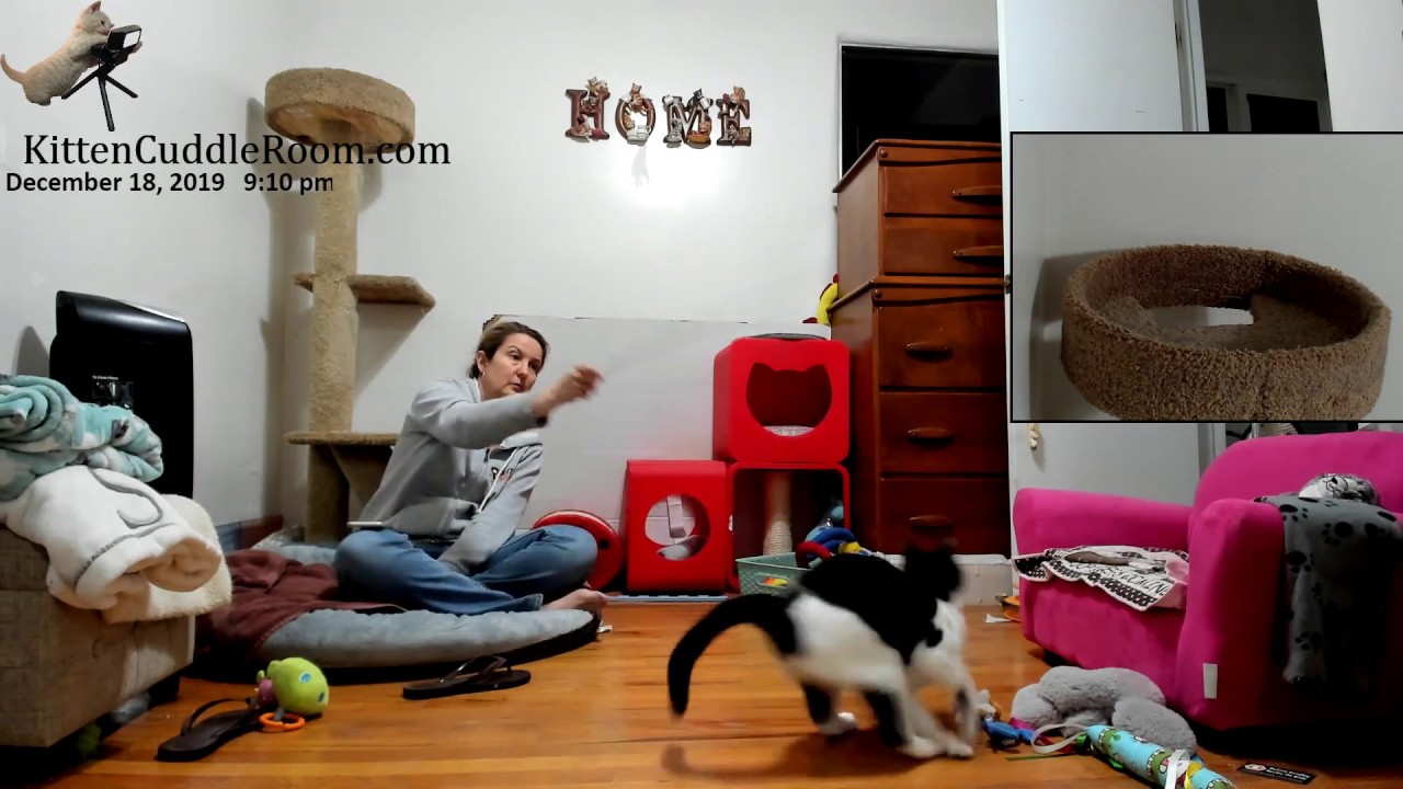 12/18/19 Kitten Cuddle Room Live Stream - YouTube