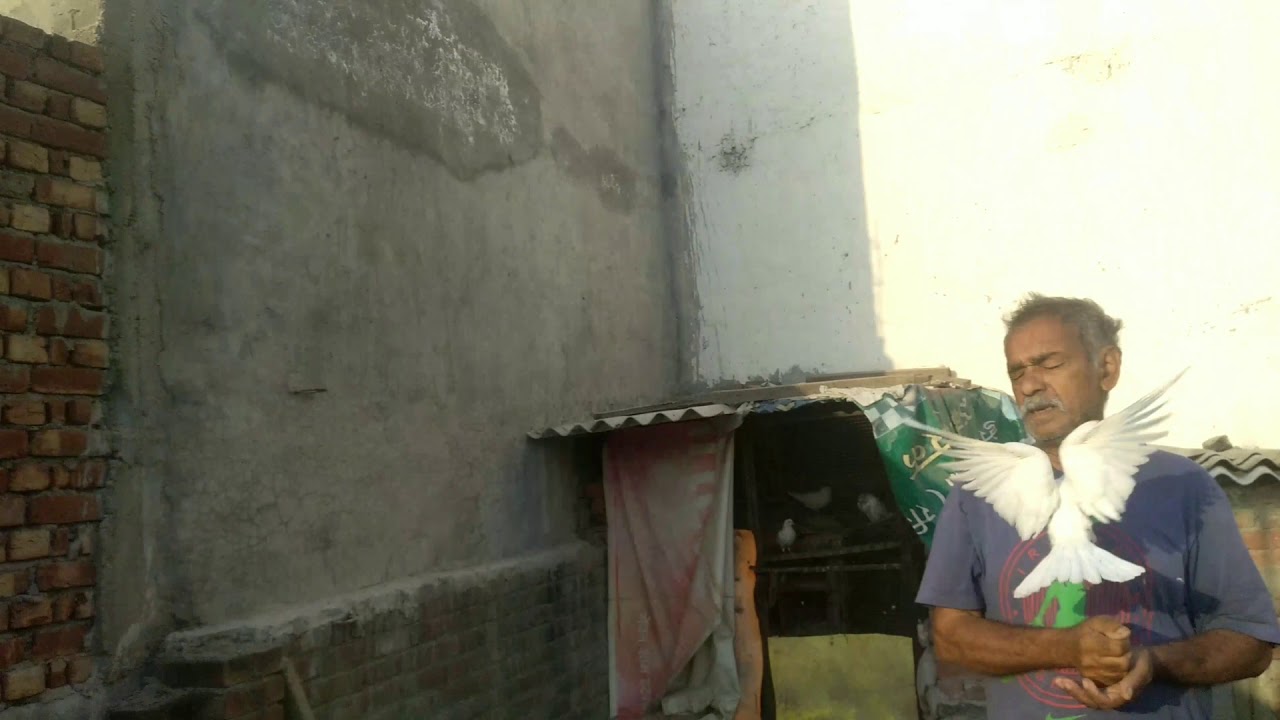how can you hand tame pigeon (kabootar) fly training part-2 - YouTube