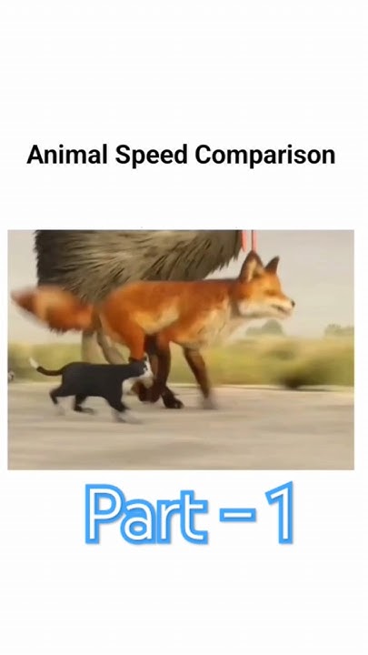 Animal speed comparison #animals #comparison #speed #speedcomparision ...