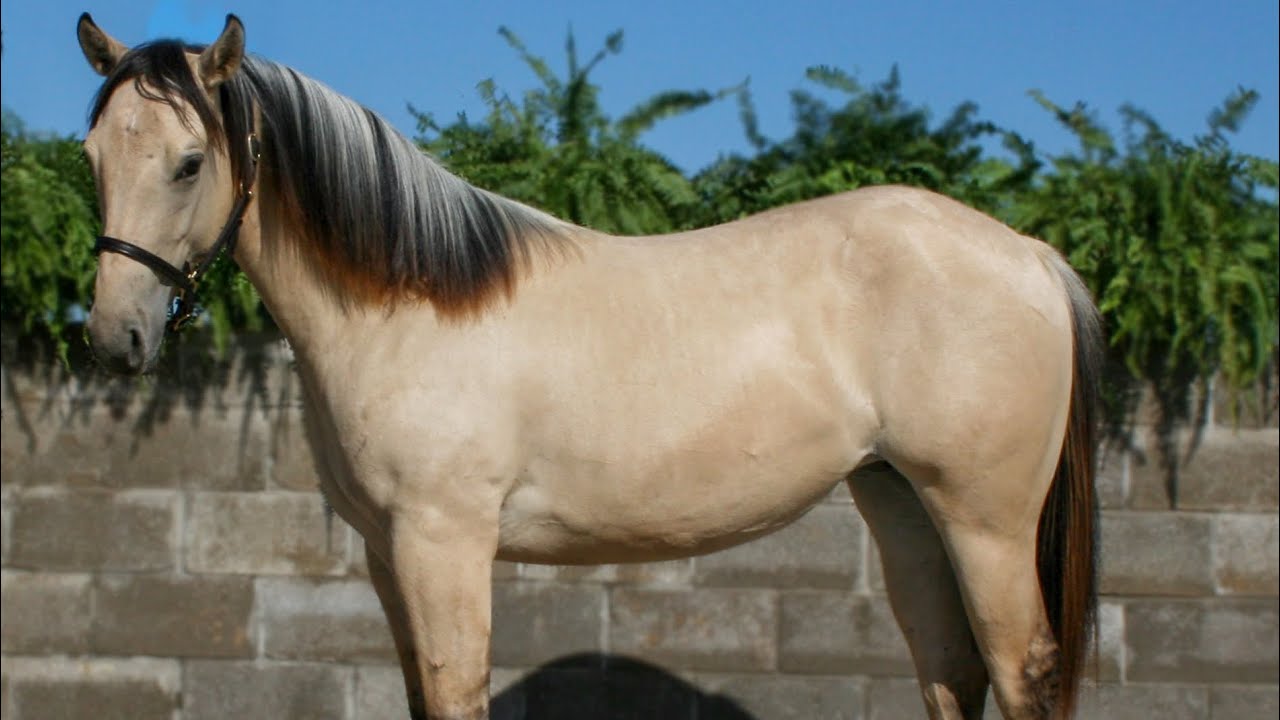 SOLD: JAGGERS MISSPOCO416 - YouTube