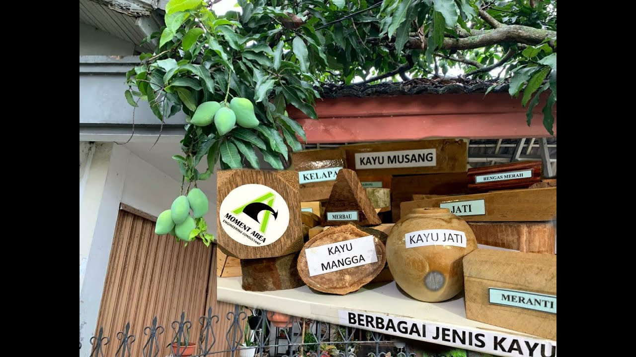 Kayu Mangga Bisa Jadi Apa? - YouTube