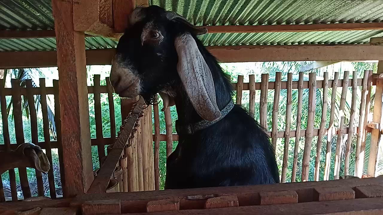 Cebu Goat Farm - Prime Buck 1 - YouTube