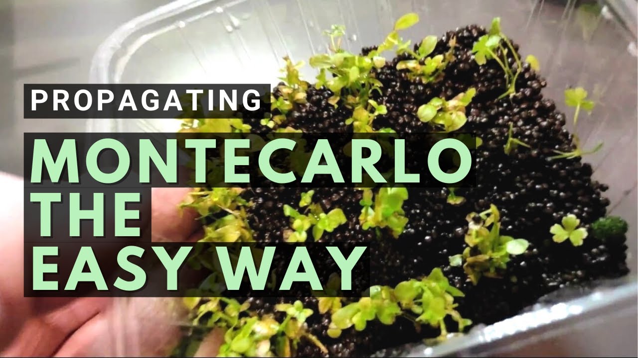 Save money on Plants! How to propagate Montecarlo, the easy way! - YouTube