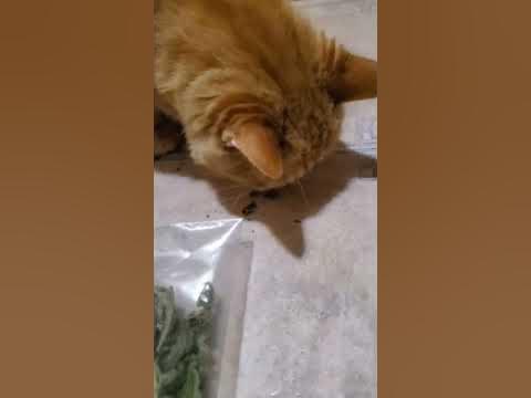 Help Yourself To The Catnip Milo Why Don't You!! - YouTube