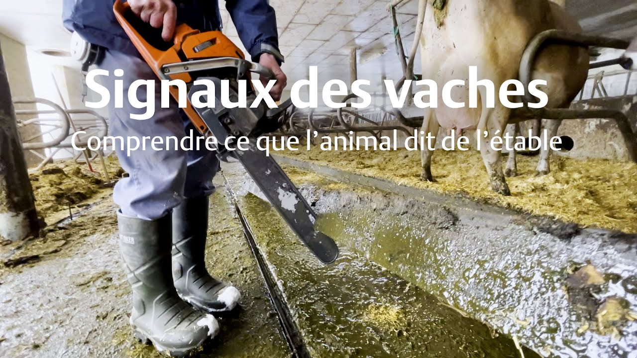 Vidéo professionnelle: Signaux des vaches - YouTube