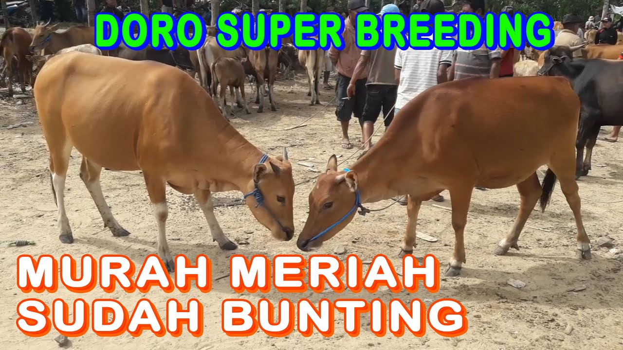 DORO SUPER BREEDING SUDAH BUNTING | Young Cows For Breeding - YouTube