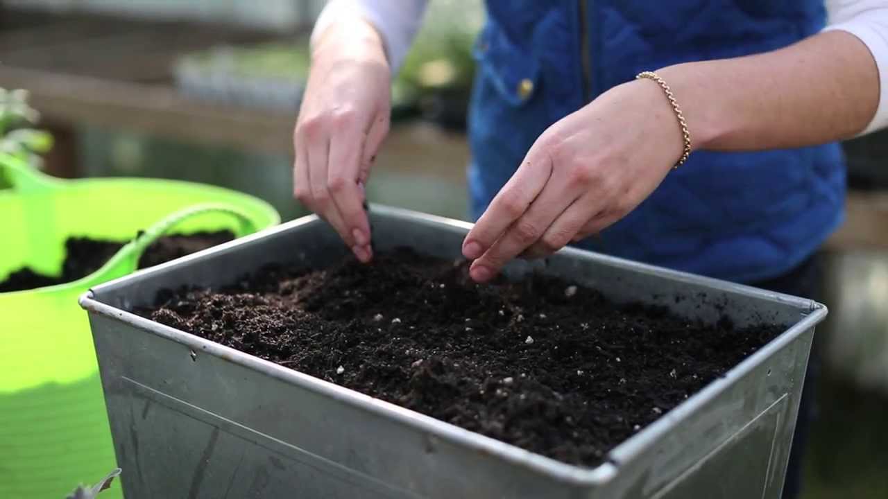 How to Sow Vegetable Seeds | Sunset - YouTube
