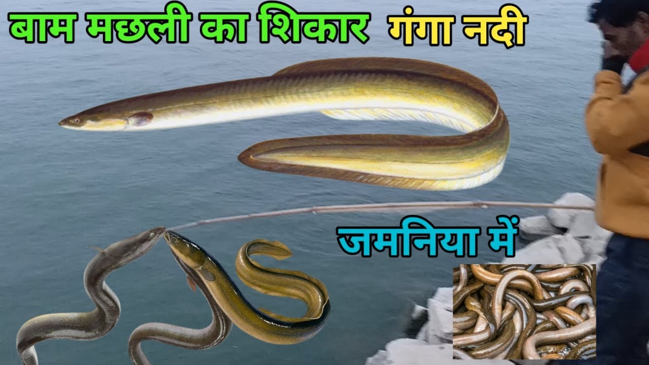 Fish Hunting||Baam fishing||Awesome fishing video||Unique fishing ...