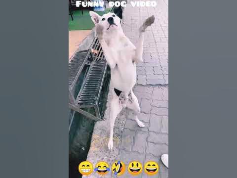 Cute dog stands on 2 legs funny animal short video #funnyanimals # ...