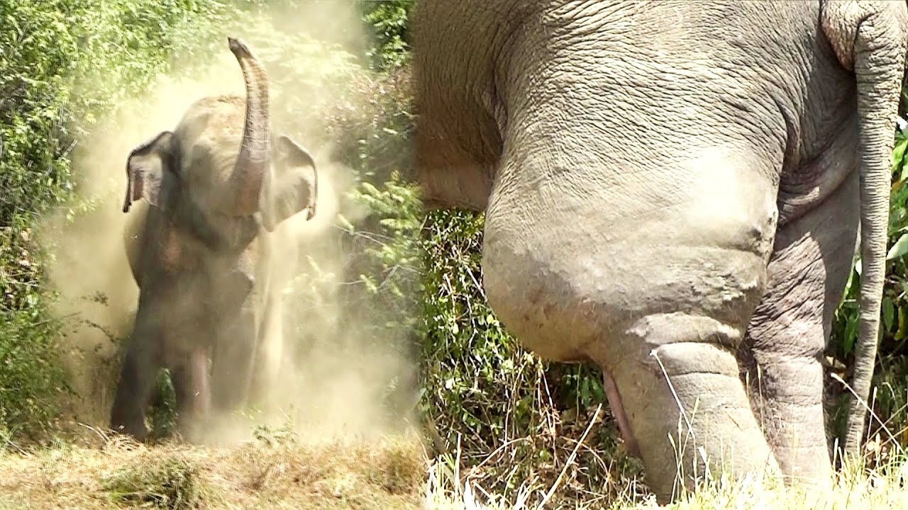 Huge Angry Bull suffering with a SWOLLEN Leg, found a group of saviors ...