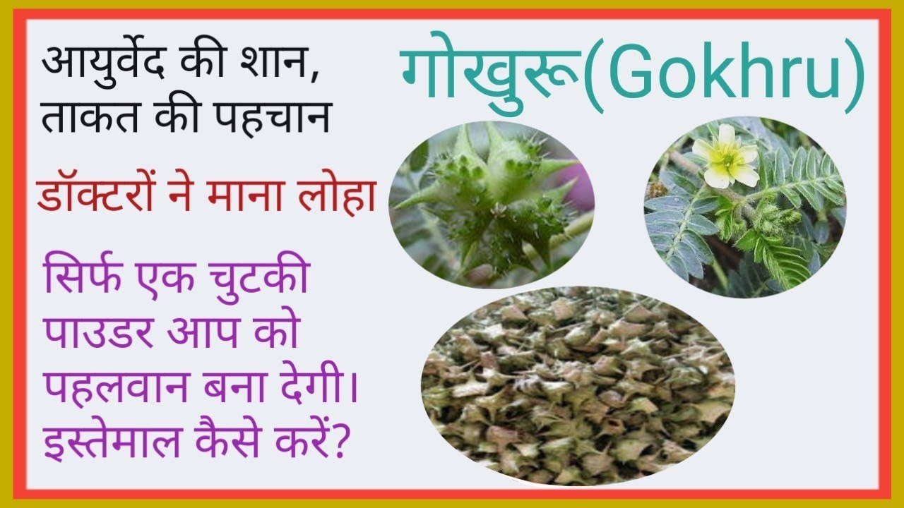 गुरुखुल/कनकौआ के औषधीय उपयोग, कैसे करें सेवन? - YouTube