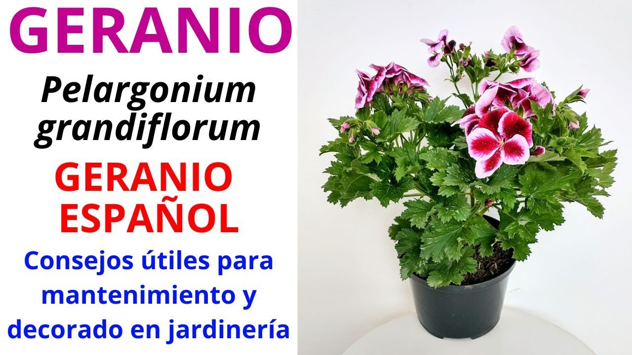 GERANIO, Pelargonium grandiflorum. GERANIO ESPAÑOL, consejos útiles de ...