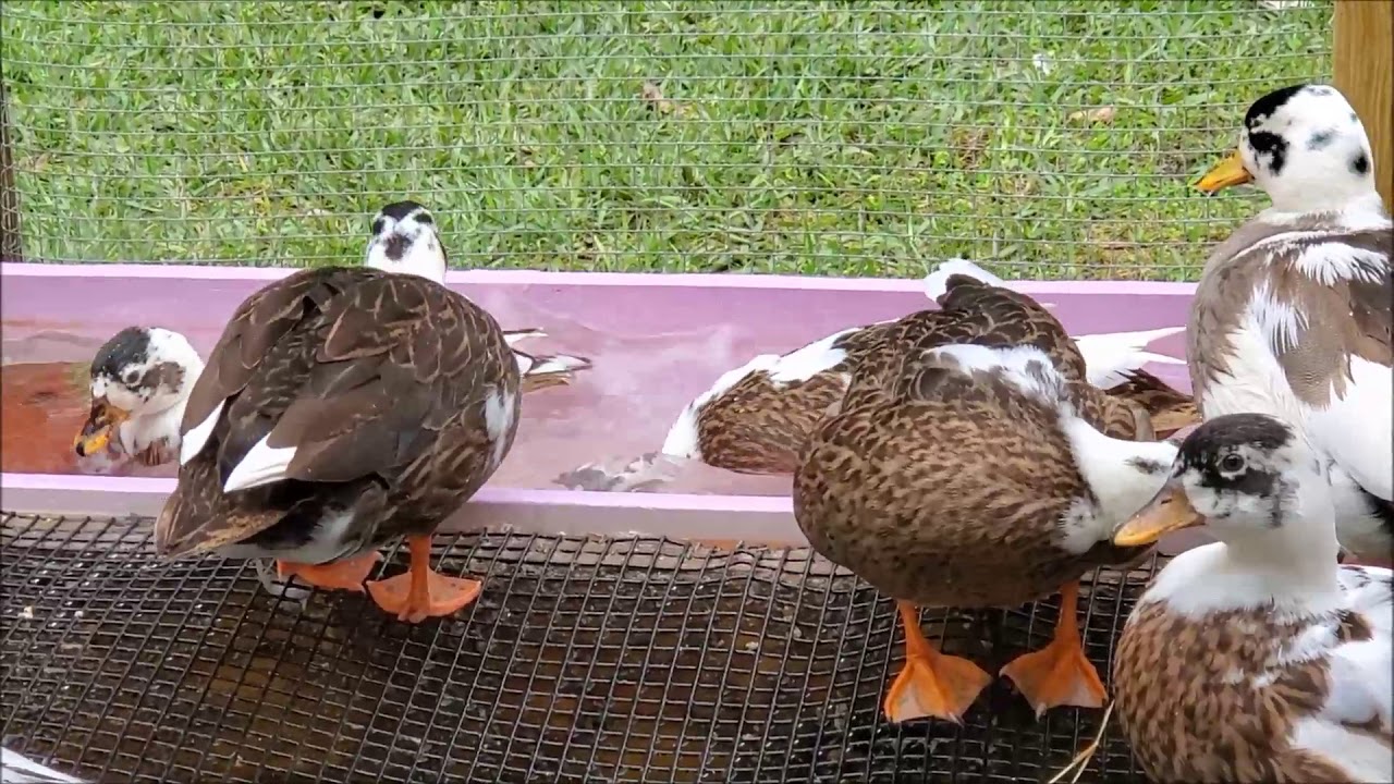 Penciled Call Duck - Fun time - YouTube