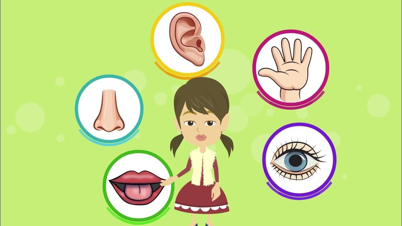 The Five Senses | How Your Senses Work? | Learn English for Kids ...