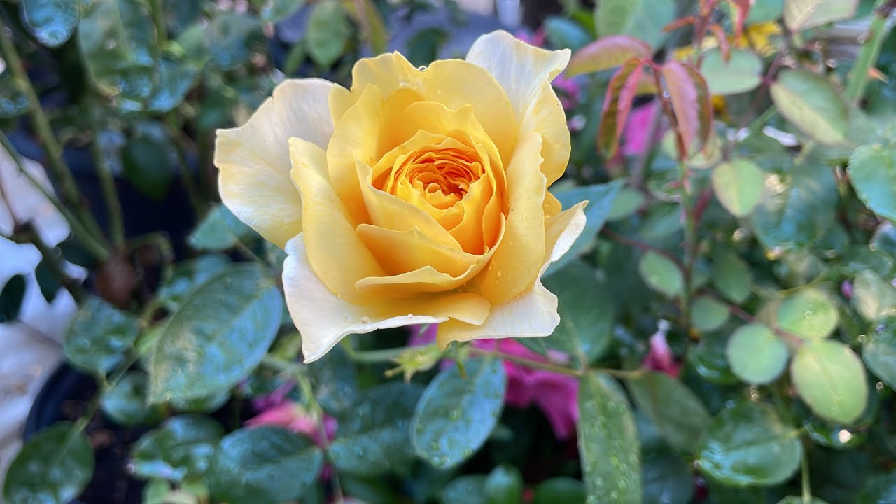 Yellow Rose, Sunny Delight Rose - YouTube
