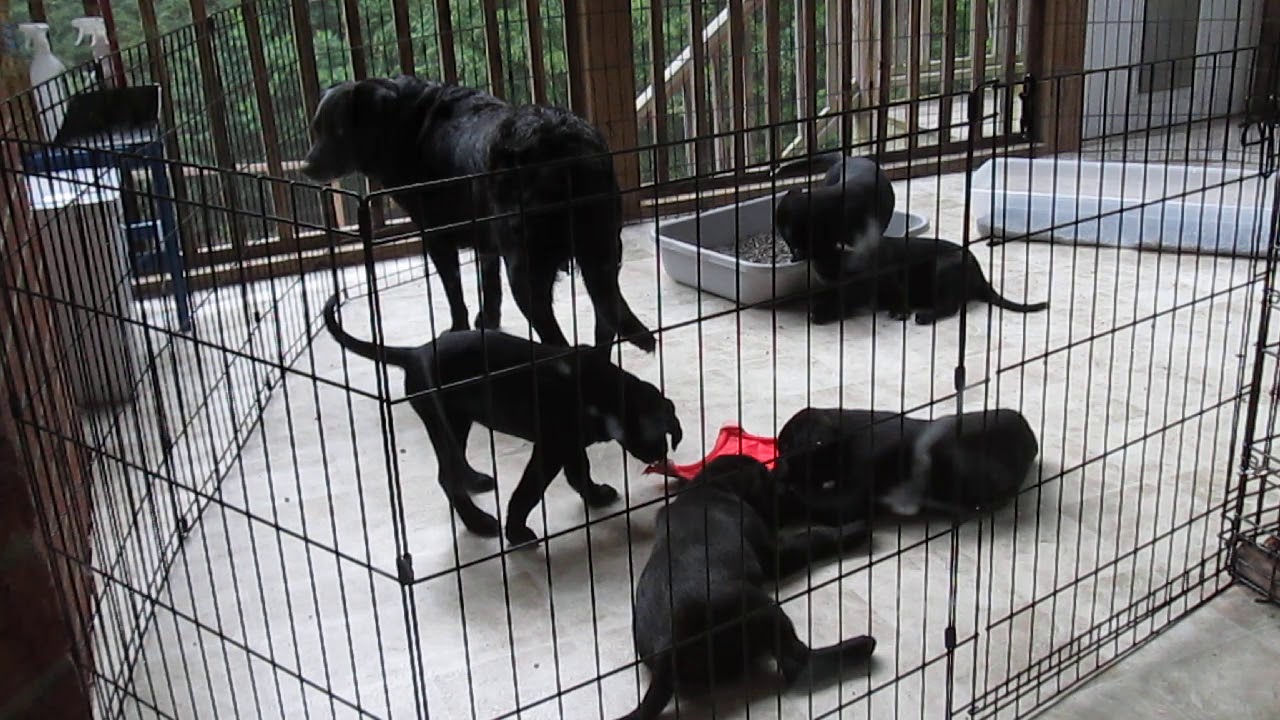 Day 52: Grace Teaches Puppies Puppy Rules - YouTube