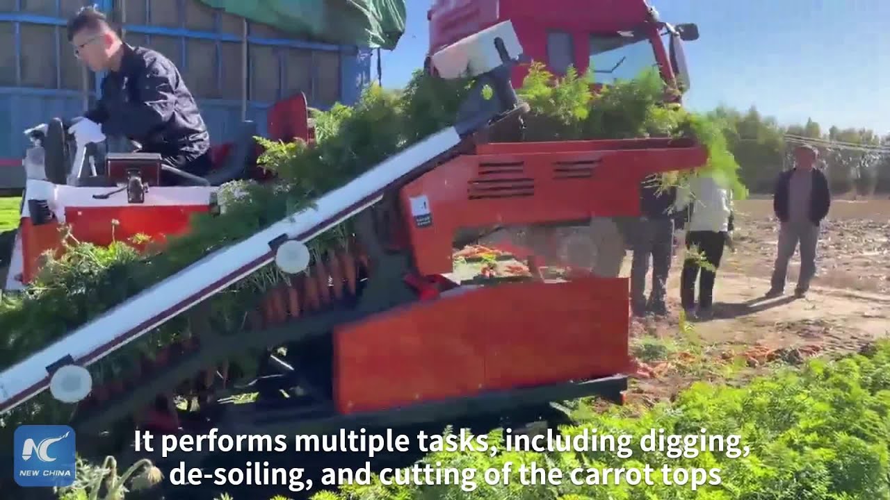 Chinese researchers develop lightweight carrot combine harvester - YouTube