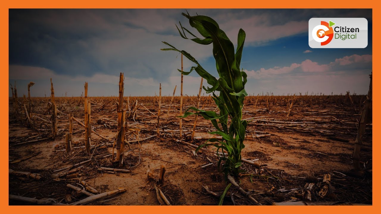 Narok farmers compensated for loss of crops - YouTube