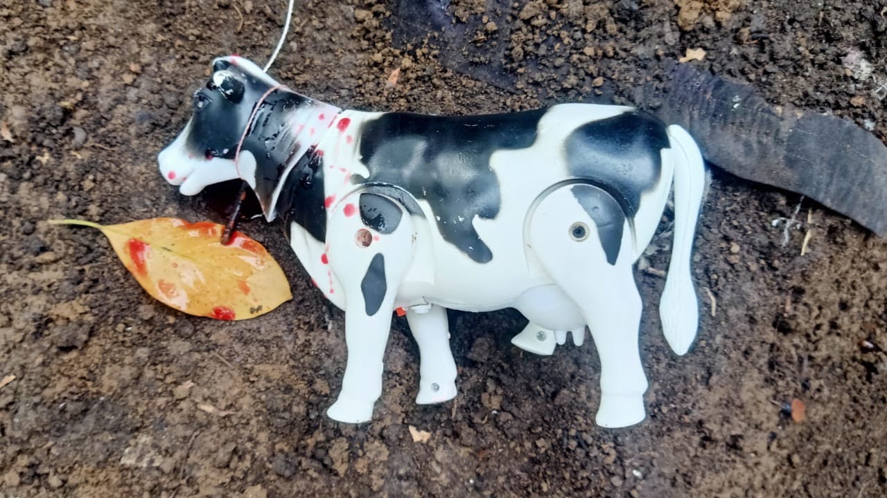 WADIDAAAW PROSES PEMOTONGAN SAPI BIRU DAN PUTIH !!! SAPI SUPER BESAR ...