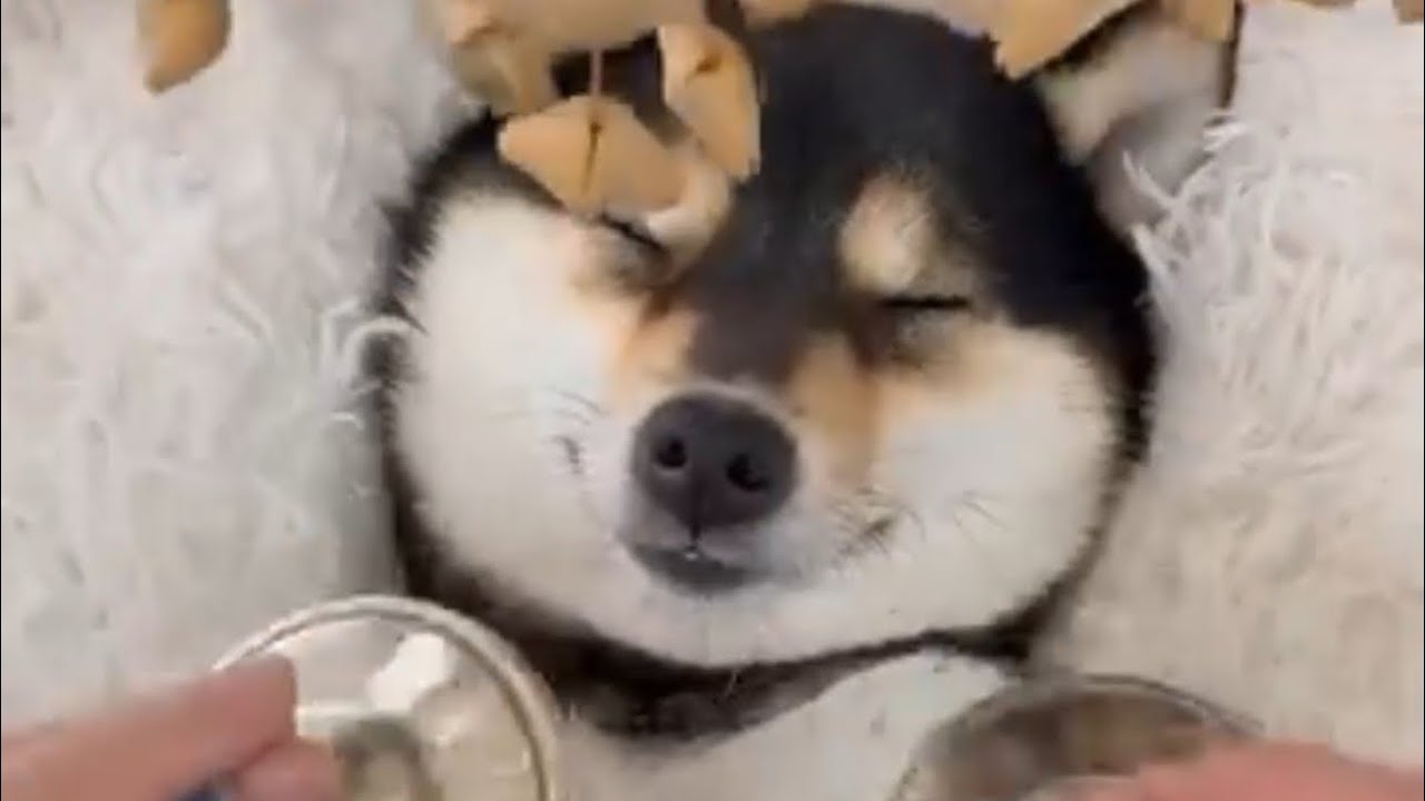 Its shiba inu spa day. 🐕 - YouTube
