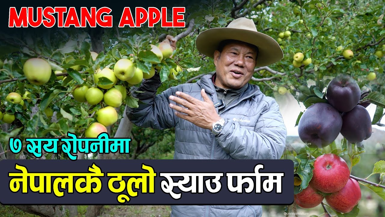 Apple farming in Mustang II मुस्ताङकै ठूलो स्याउ बगान || Karma Gurung ...