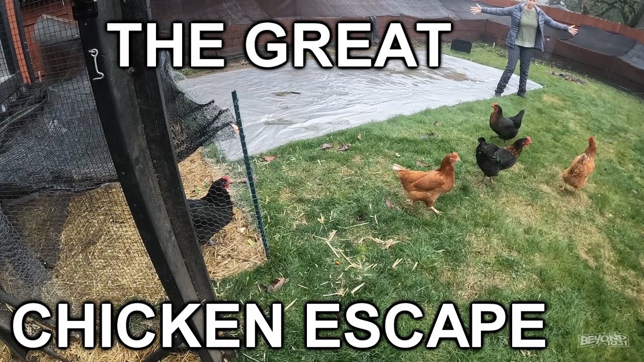The Great Chicken Escape! [Day 4829 - 01.20.24] Icy Park Bloody Cut ...