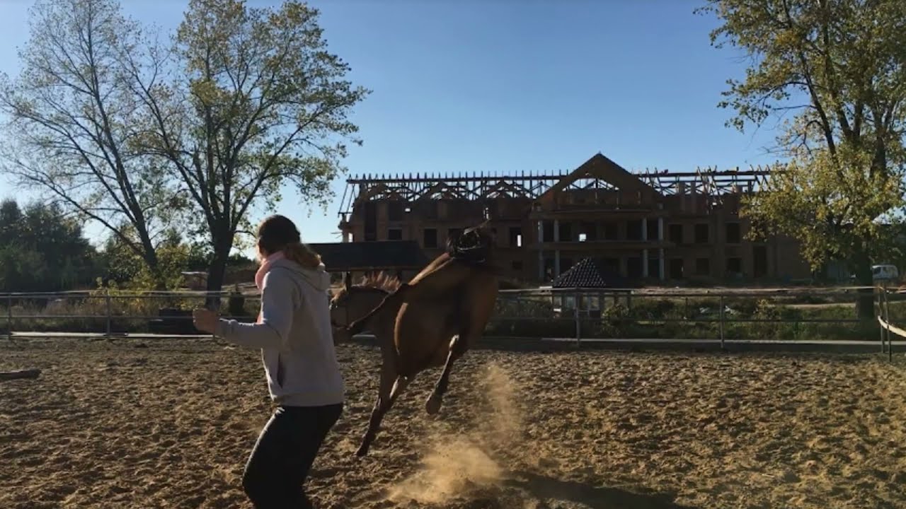 ATTACCAMA - KOŃ CHCIAŁ JĄ ZABIĆ WIĘC GO SPRZEDAŁA - YouTube