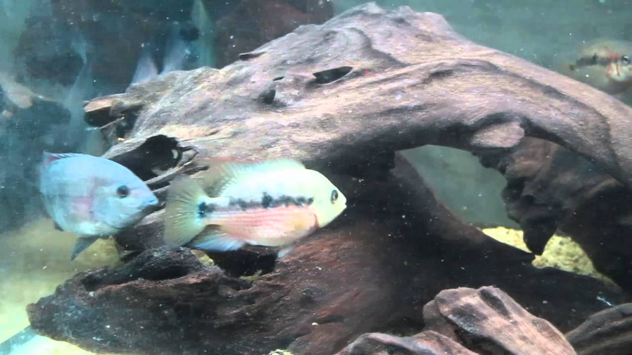 Paratheraps breidohri/ Nandopsis istlanum/ krobia xinguensis/ Geophagus ...