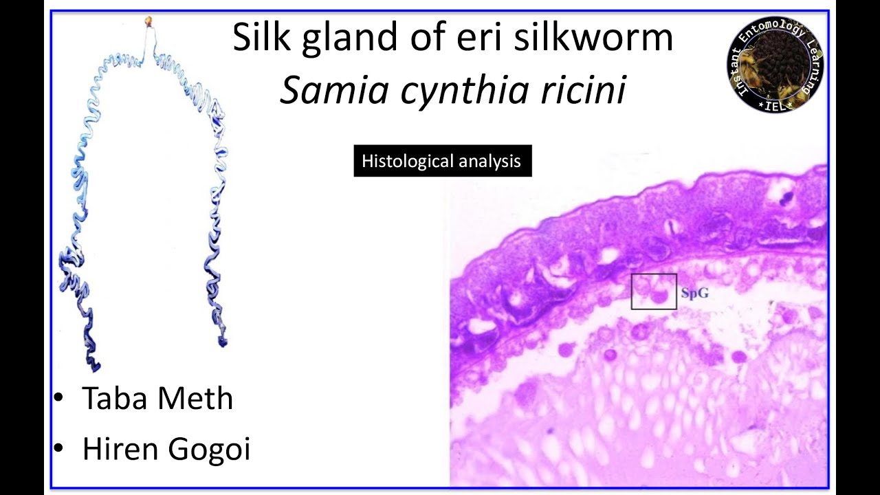 Structure of the Silk Gland of Eri Silkworm (Samia cynthia ricini ...