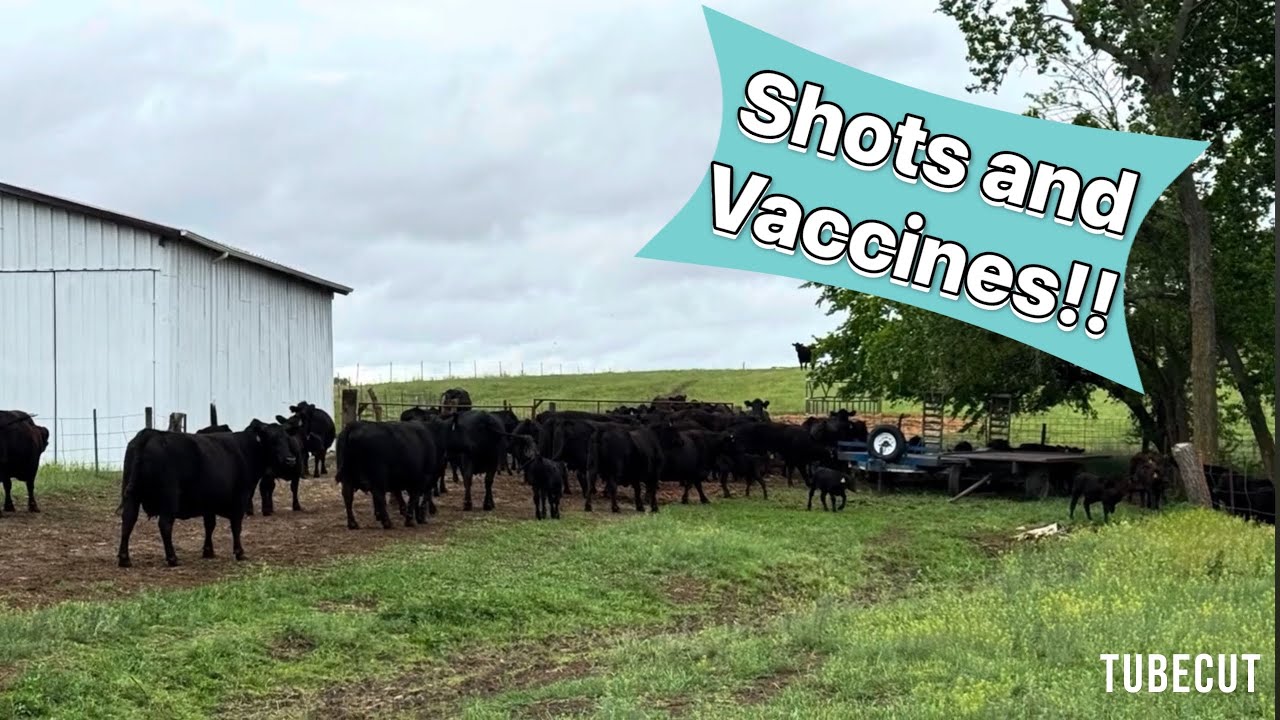 Giving cows shots and vaccinations - YouTube