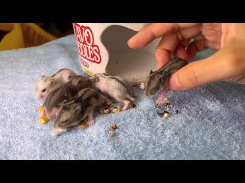 Time-lapse of hamster Babies grownup (pregnant - 1month babies) # ...