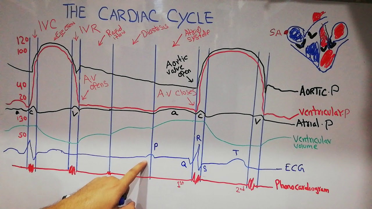 CVS physiology 9 | The cardiac cycle summary | Atrial waves ...