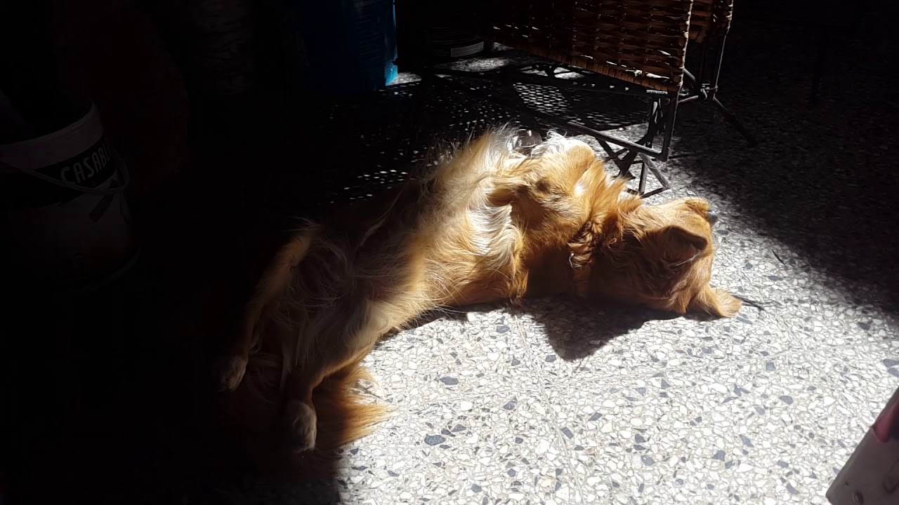 Perro viola pies 2 - YouTube