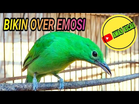 CUCAK IJO BETINA GACOR HIPER MEMANGGIL JANTAN BIKIN BIRAHI