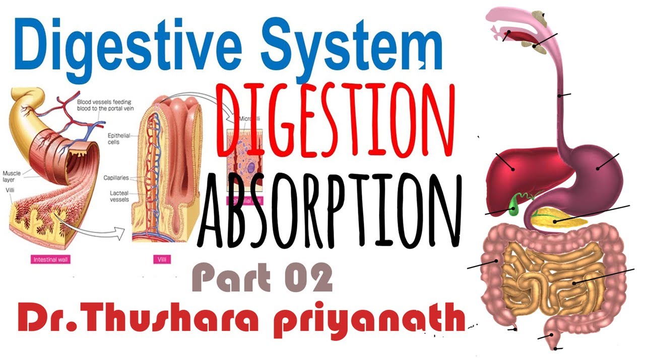 Process of food Digestion (Human Digestive system 02) - YouTube