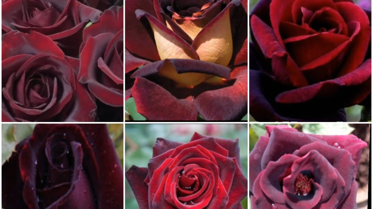 84 - Amazing 10+ Black - Red Roses || Rare Roses || Floral Gardening ...