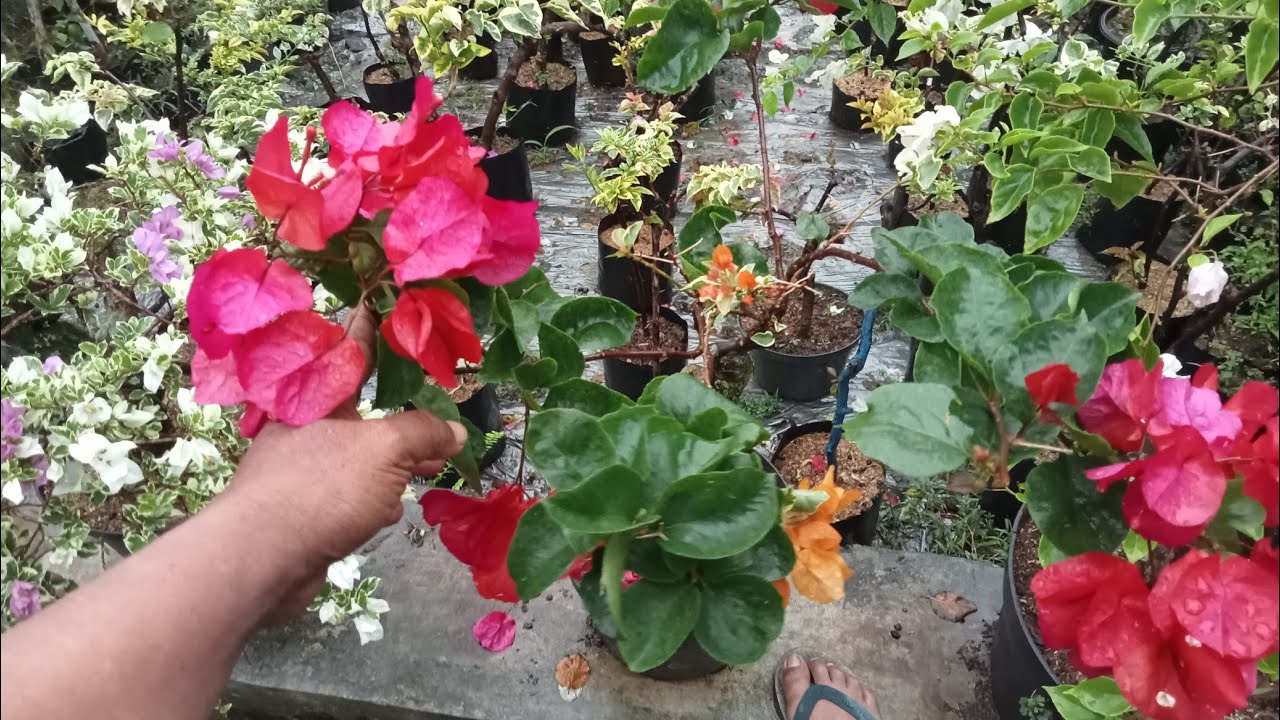 cara perawatan Bougenville kaki itik di media kecil - YouTube