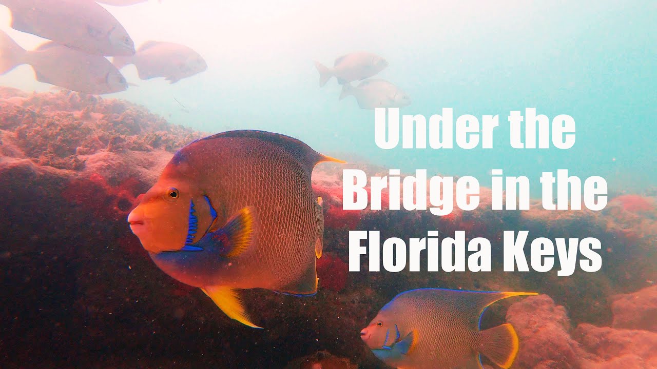 Underwater Video from Toms Harbor Channel in the Florida Keys - YouTube
