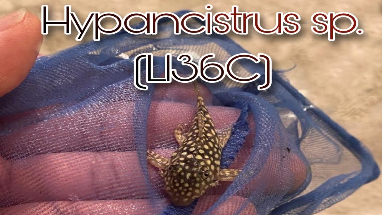 "RARE" HYPANCISTRUS SP. L136 C Pleco’s - YouTube
