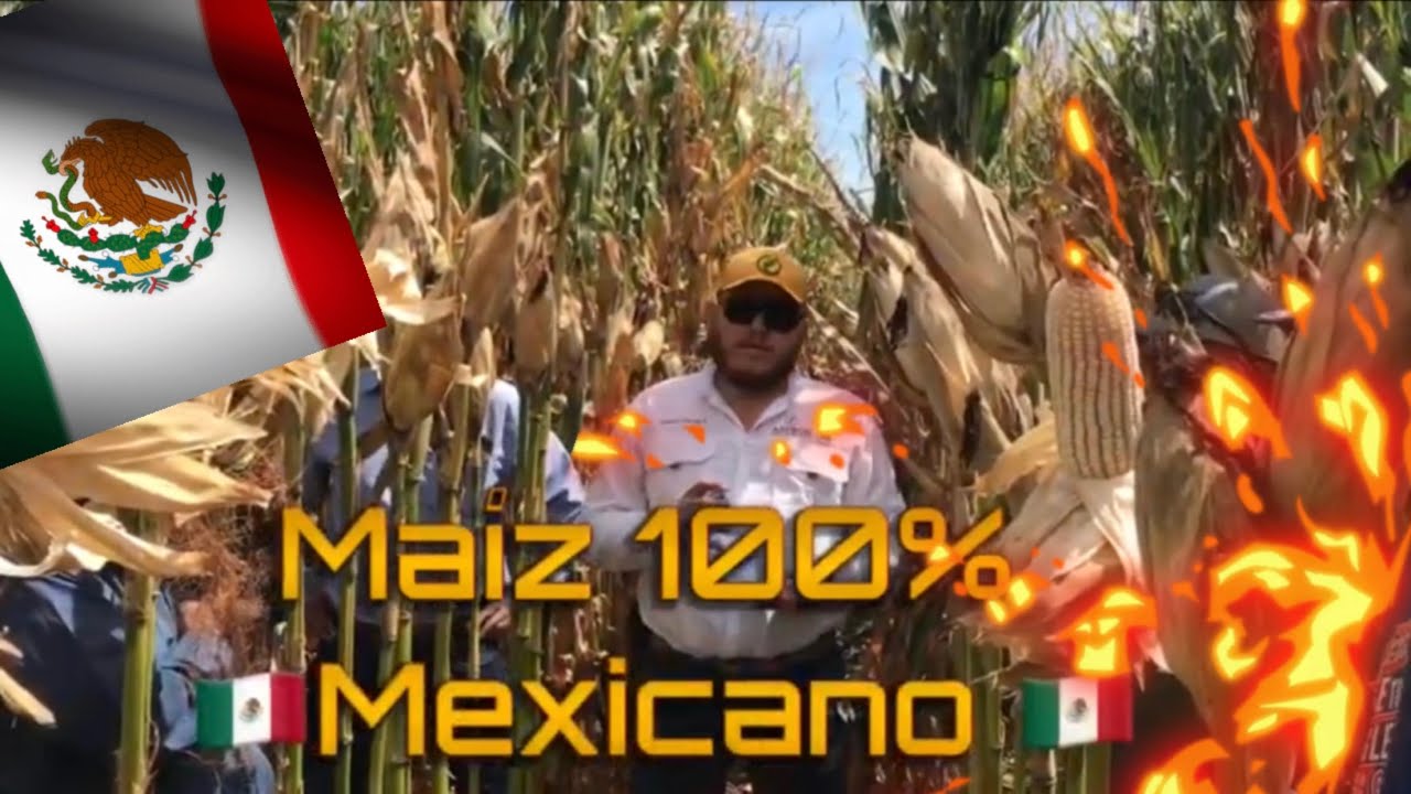 Maíz 100% mexicano. 30-cm de mazorcas - YouTube