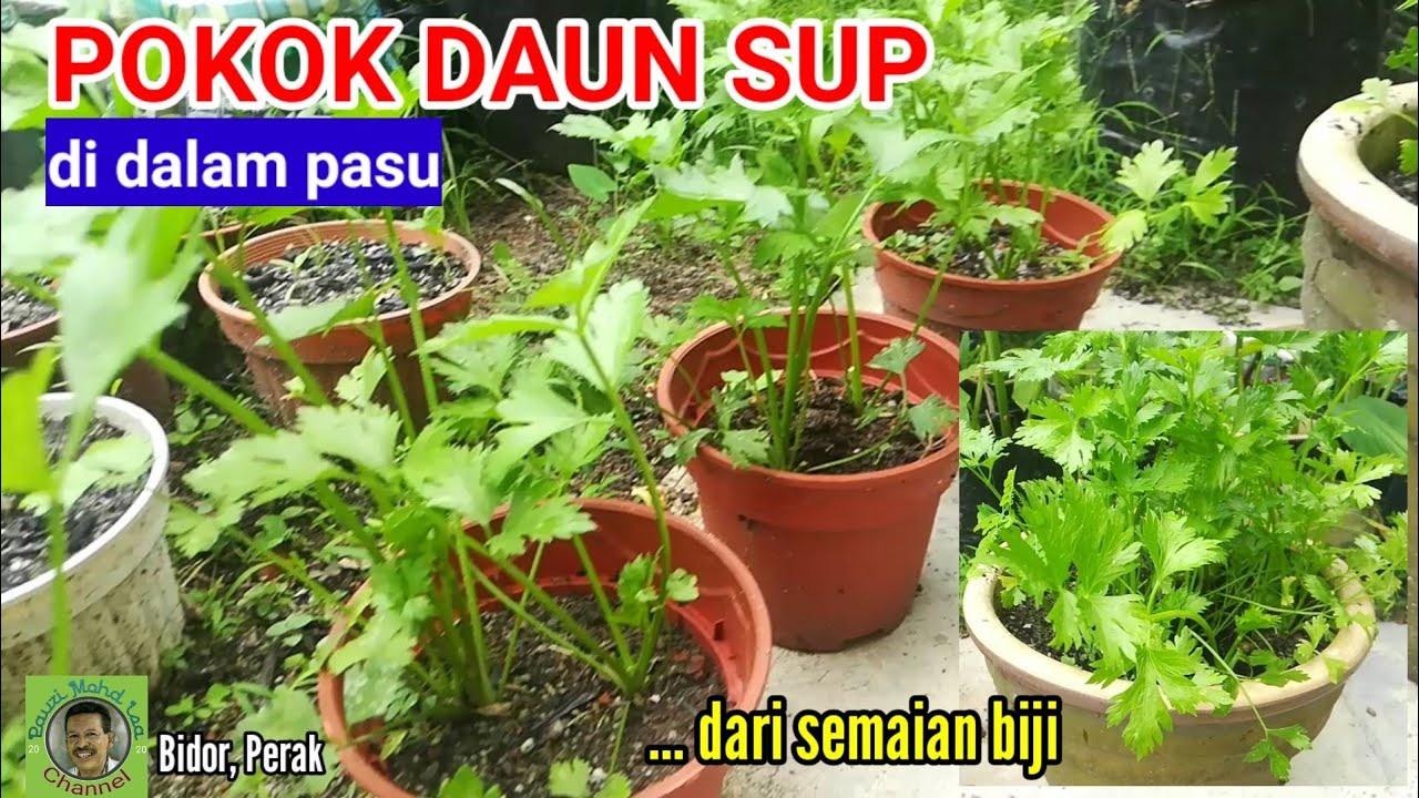 POKOK DAUN SUP DI DALAM. PASU - YouTube