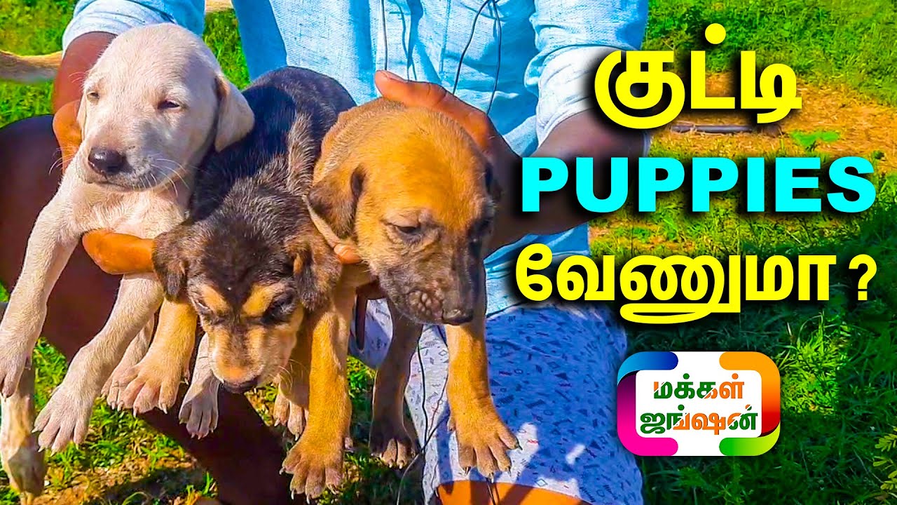 Indian Caravan Hound Dog Puppies for Sale, கேரவன் ஹவுண்ட் ...