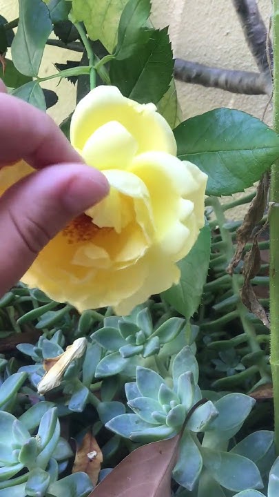 Touch the rose flower ASMR - YouTube