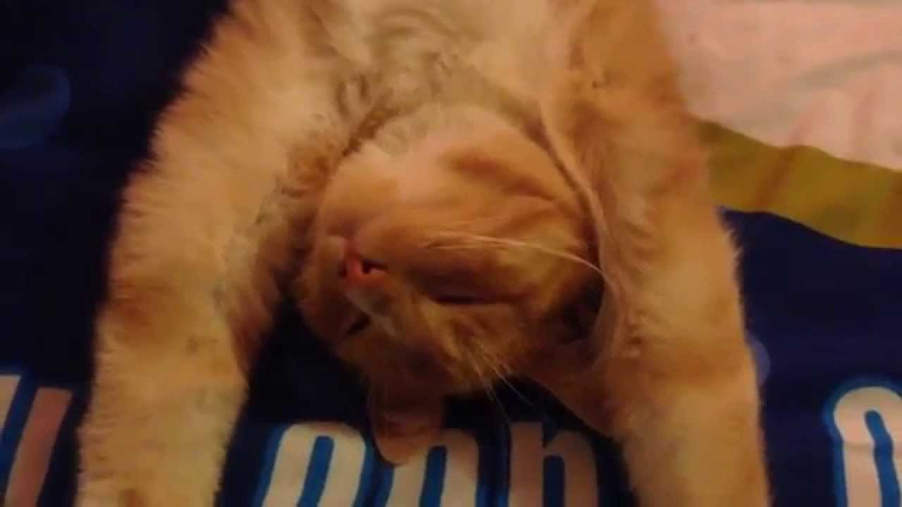 Pluto cat goes crazy for catnip then zzzzz definite purr-snoring! - YouTube