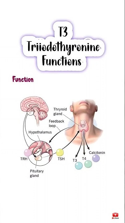 Functions of T3 or Triiodothyronine#thyroidgland#t3#hormones#functions# ...