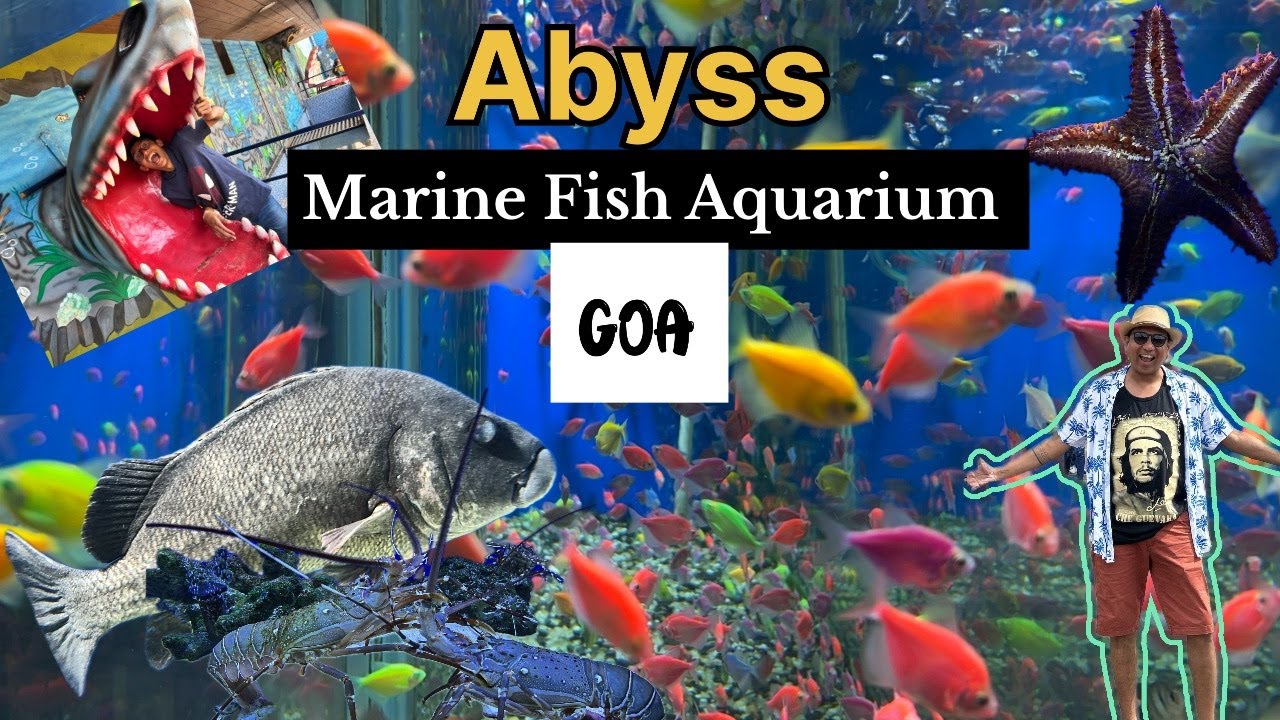 EP-9| ABYSS MARINE FISH AQUARIUM| GOA FISH AQUARIUM| DABOLIM| GOA TRIP ...