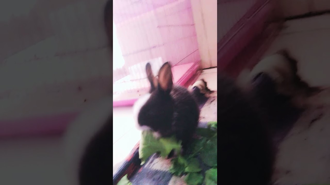 #Viral#Rabbit#cutenessoverload Hello all of you...🐇 ️ Say to us Helloooo🐇 ️ - YouTube