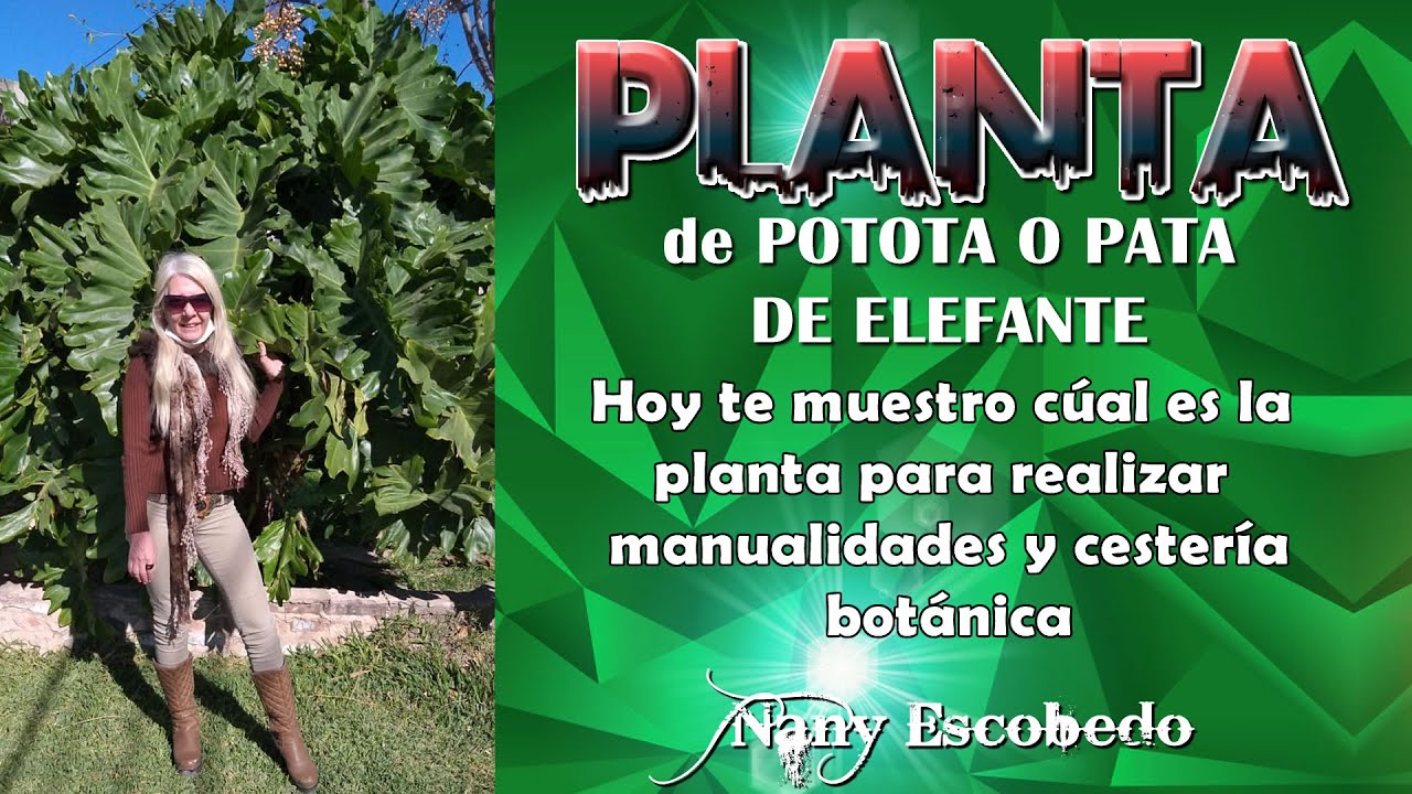 Hoy te muestro la planta que sirve para hacer manualidades y cestería ...