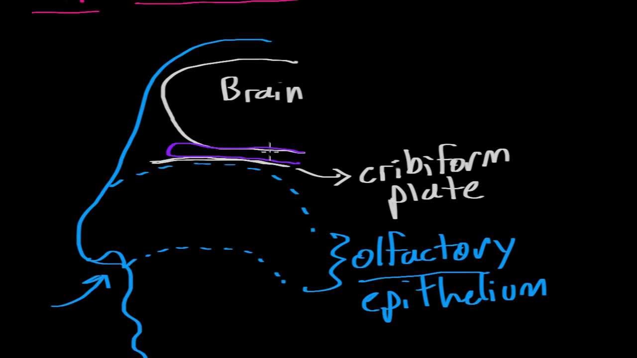 Olfaction - structure & function - YouTube