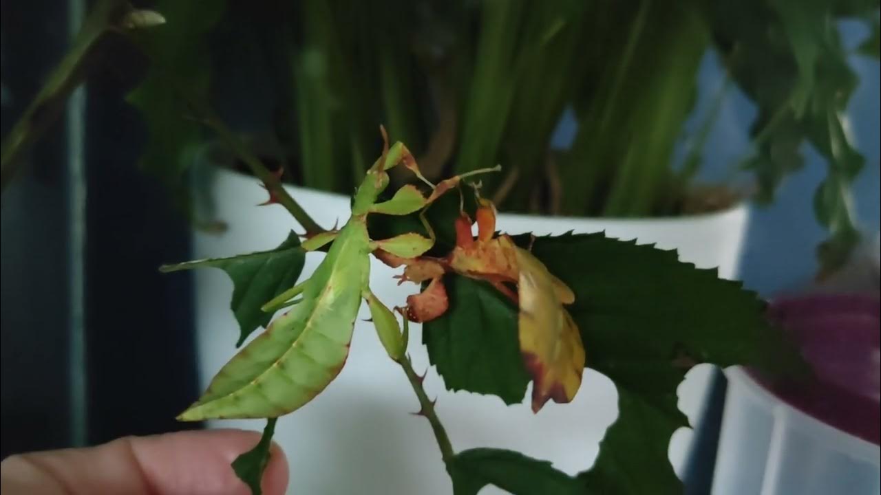 Walking leaf insects, Phyllium letiranti "Tataba" - YouTube